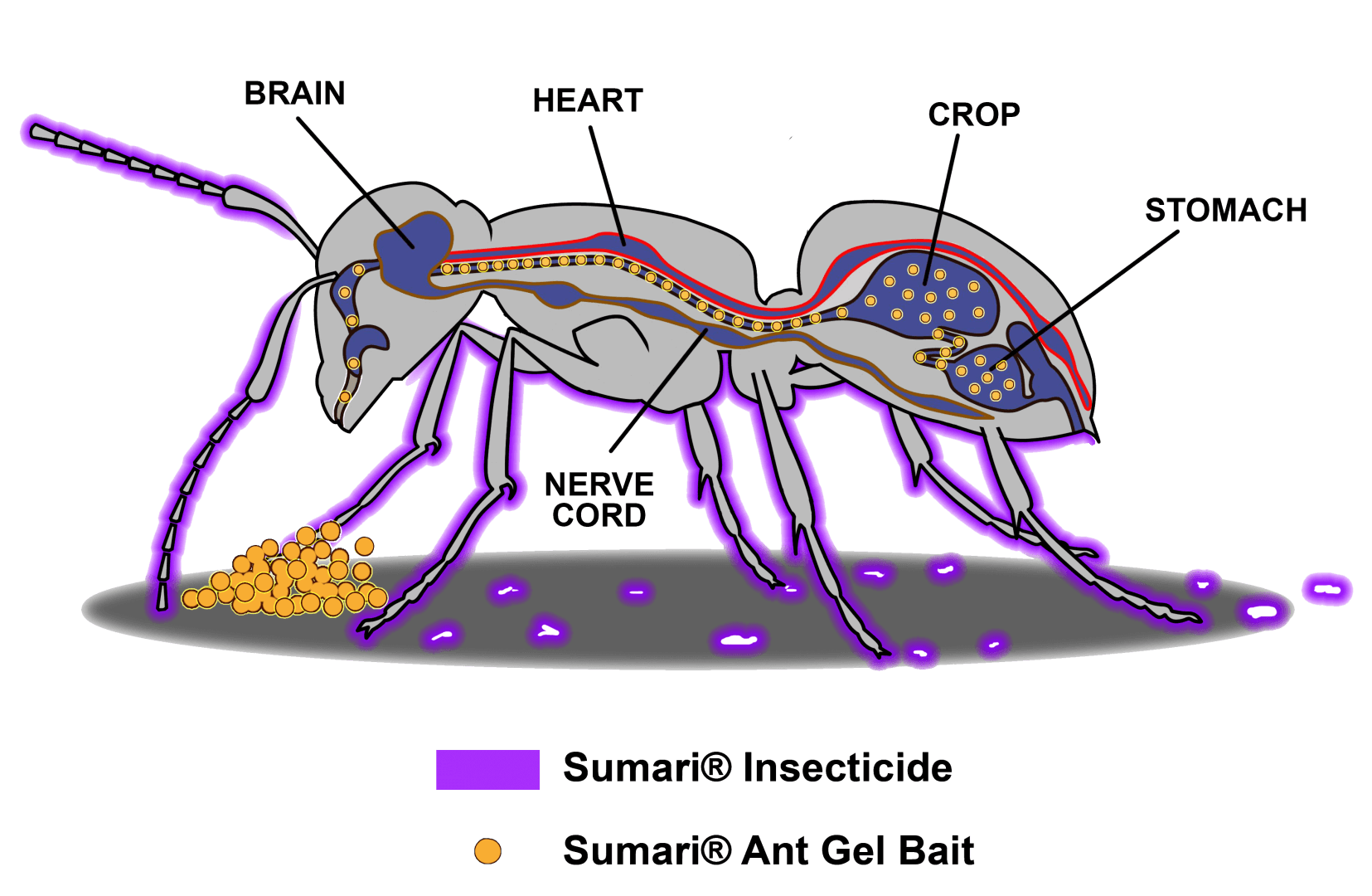 Ant Control is Deadly Simple with the Sumari® System - MGK