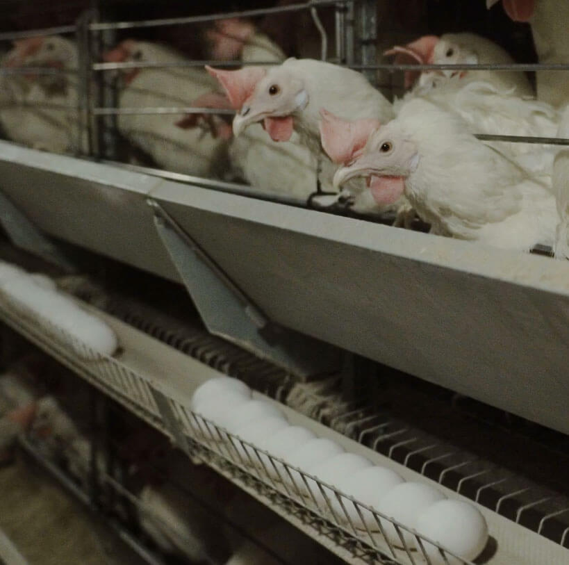 Protect Poultry from Insects that can Vector Avian Influenza - MGK