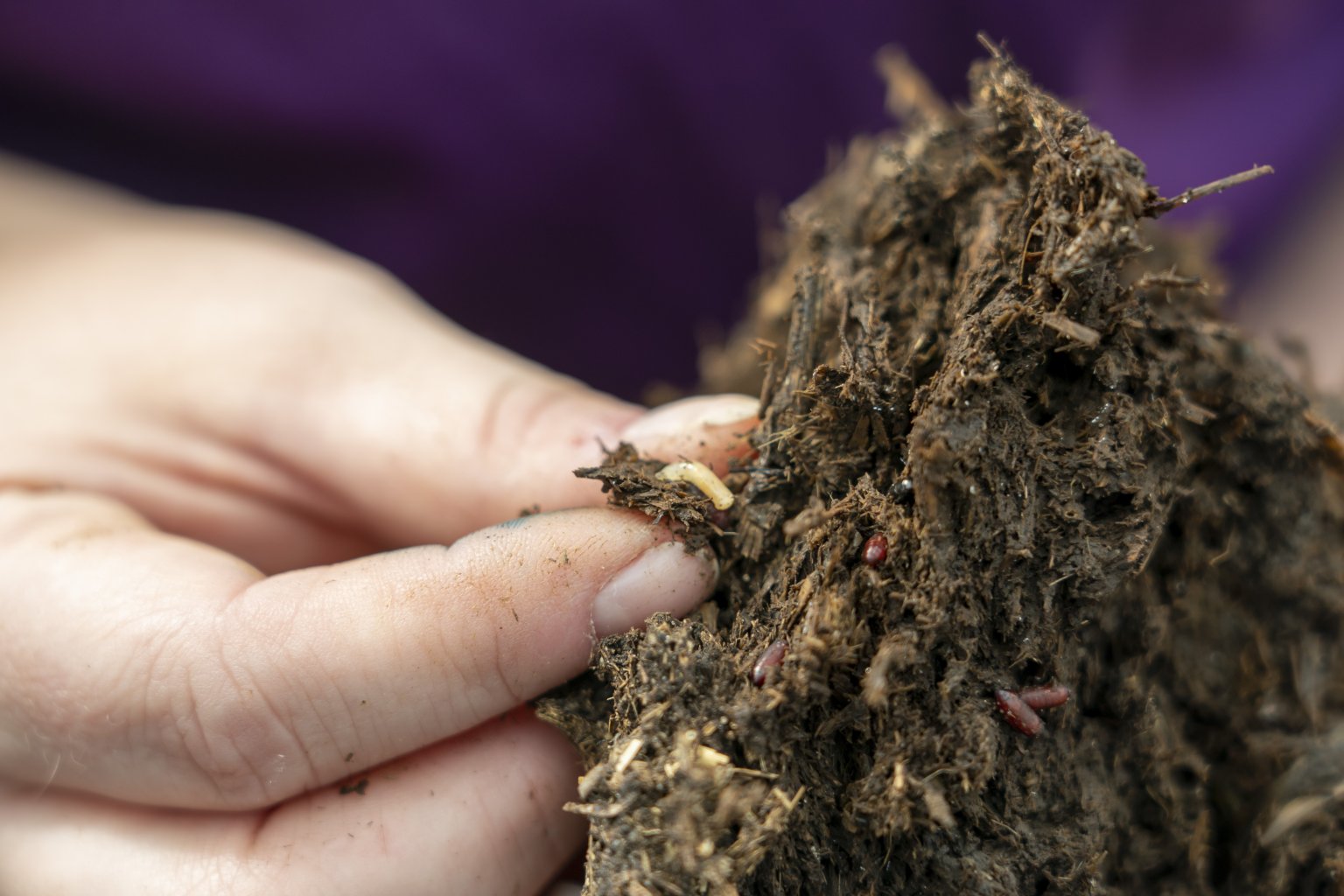 Insecticide Rotation for Livestock Operations: Protecting Animals and ...